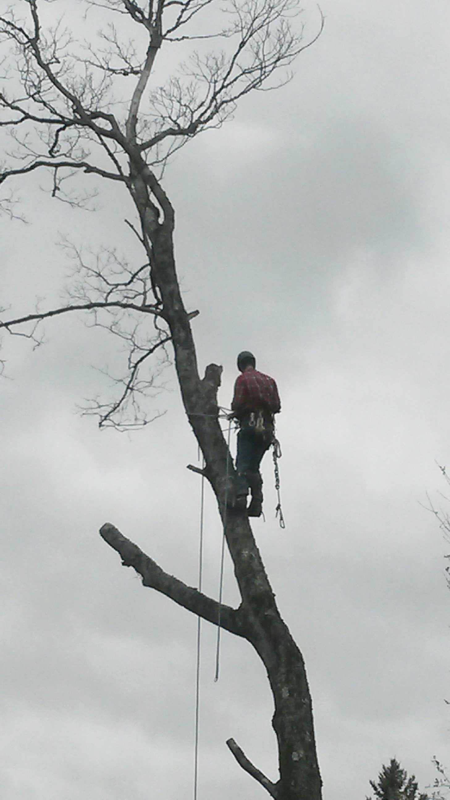 About – Peregrine Tree Work llc